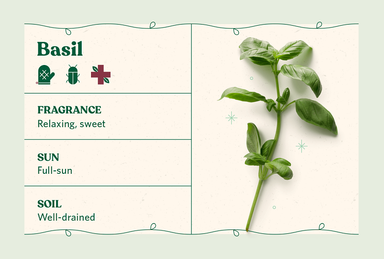 How To Create An Indoor Aromatic Garden Using Fragrant Herbs