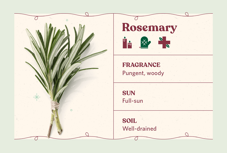 How To Create An Indoor Aromatic Garden Using Fragrant Herbs